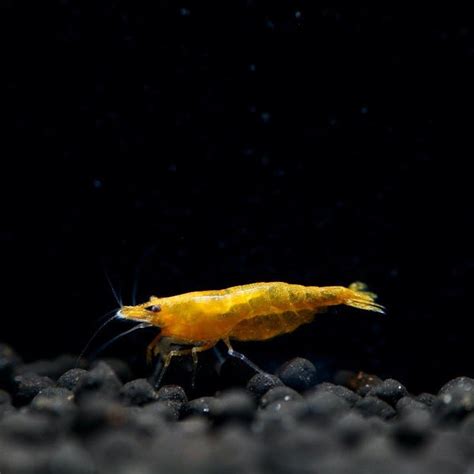 Orange Sakura Shrimp Billyboiaquatics