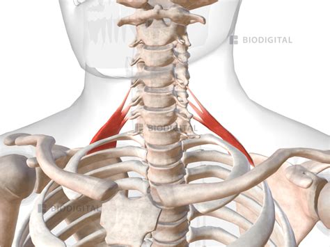 Posterior Scalene BioDigital Anatomy