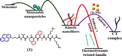 Thermo Chemical Cues Mediated Strategy To Control Peptide Self Assembly And Charge Transfer