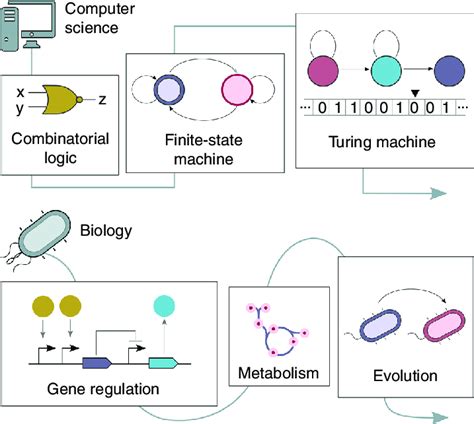 Cells Could Provide More Than Logic Circuits Computer Science Has Download Scientific Diagram