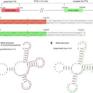 Heatmap Depicting Putative TRNA Gene Sets For Thermococcaceae Family Download Scientific