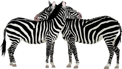 Free Zebras Cliparts Download Free Zebras Cliparts Png Images Free