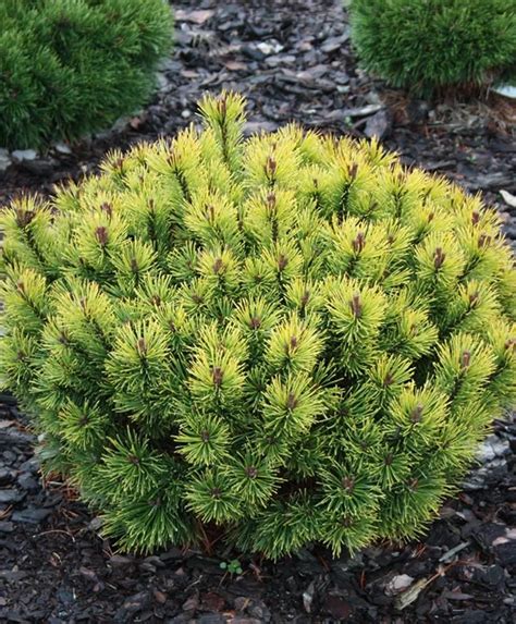 Havasi Törpefenyő Pinus Mugo Ophir Tuiaeu