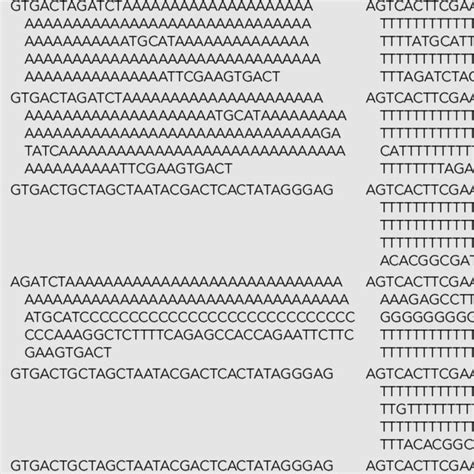 Segmented Poly A Sequences And Their Corresponding Cloning Strategy Download Scientific