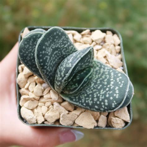 Gasteria Gracilis Shop Online At Planet Desert