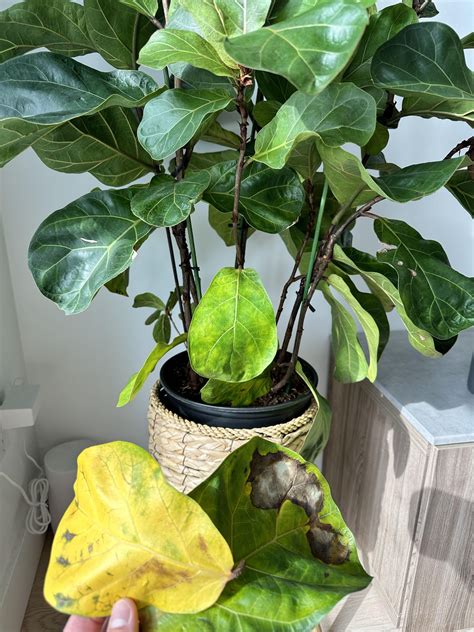 Fiddle Leaf Fig Dropping Leaves Recently Rplantclinic