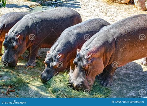 Close Up View Of Hippopotamus Or Hippopotami Group Feeding Grazing At