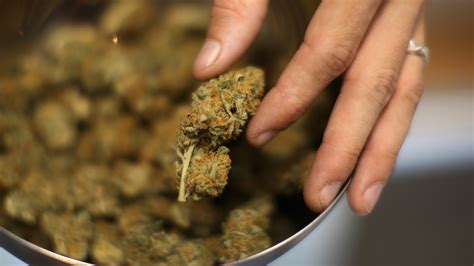 The Best Strategy To Use For High Thc Strains Maximum Potency Long