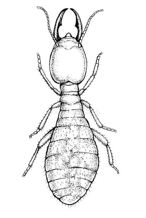 Worker Termite Illustration Stock Illustration Illustration Of Legs