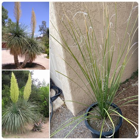 Nolina Matapensis Sonoran Beargrass Tree 15 Gallon Spadefoot Nursery