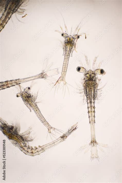 Shrimp Zoea Stage And Mysis Stage Of Vannamei Shrimp In Light