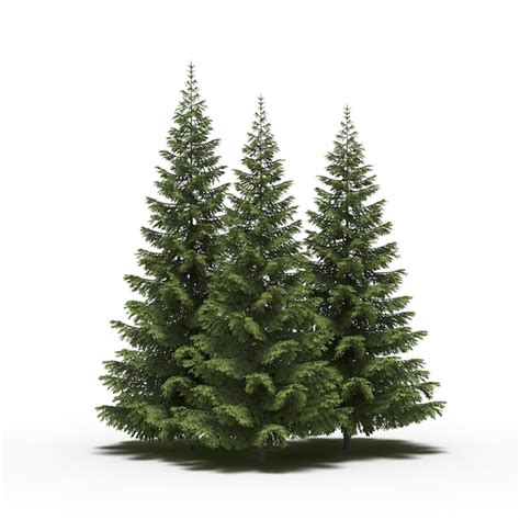 Premium Photo Group Of Trees With A Shadow Under It Isolated On