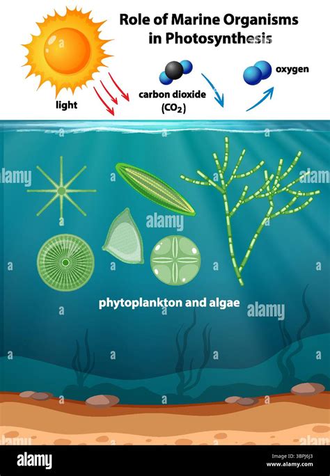 Illustration Of Marine Photosynthesis Showing Phytoplankton And Algae