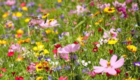 Spring Wildflower Pilgrimage