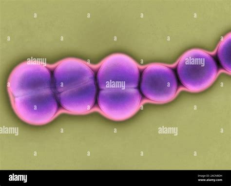 Enterococcus Faecalis Coloured Transmission Electron Micrograph Tem Of Enterococcus Faecalis