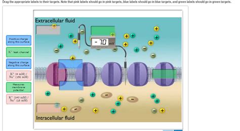 Solved Drag The Appropriate Labels To Their Targets Note