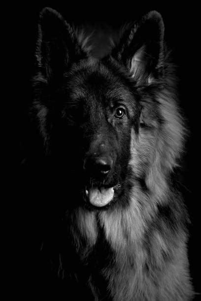 German Shepherd Black And White