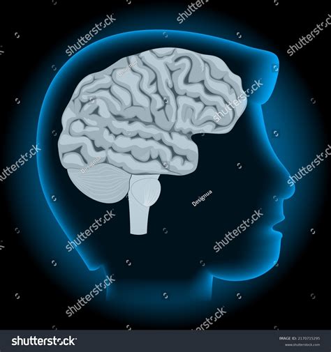 Human Body Anatomy Brain Neocortex Xray เวกเตอร์สต็อก ปลอดค่า