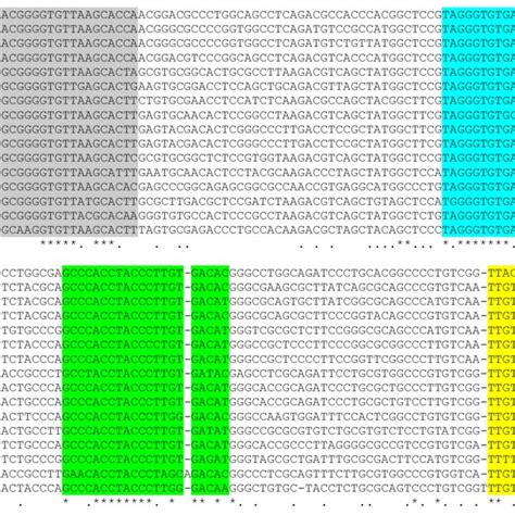 multiple sequence alignment of selected available nucleotide sequences