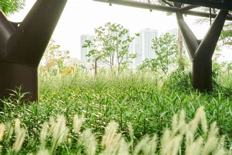 秋色秋韵入画来！大沙河生态长廊新增3处便民服务设施 深圳南山网 爱南山，就上南山网