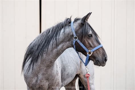 Blue All About Equine Animal Rescue All About Equine Animal Rescue