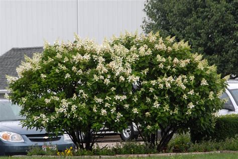 Hydrangea Paniculata Tree