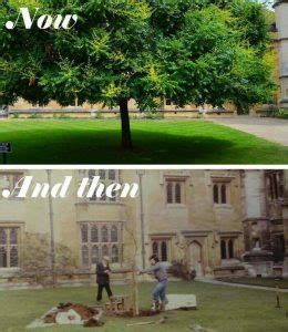 49 Amazing Before And After Photos Of Trees Growing Over The Years