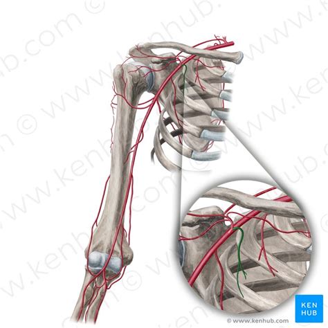 Pectoralis Major Muscle Origin Insertion And Function Kenhub