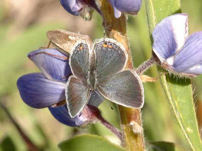 Eastern Tailed Blue —