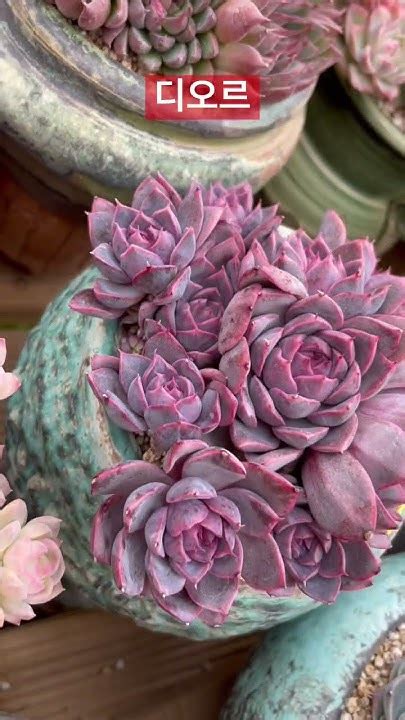 보라보라 디오르💖 다육 다육이 다육식물 다육이키우기 Shorts Succulents 多肉植物 다육초보 다육화분 Flowers Plants 다육이금