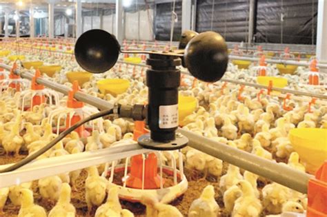 Kandang Ayam Pakai Iot Bikin Performa Meningkat Trubus