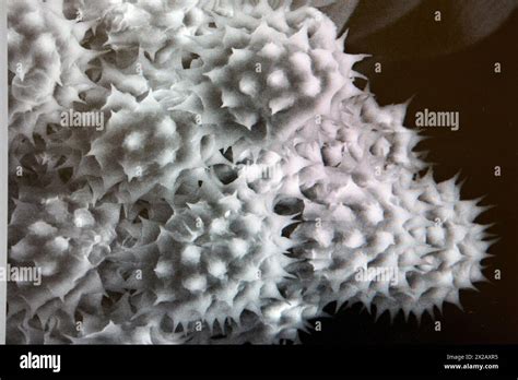 Polen Images On Sem Analysis Of Nanostructures And Nanodevices