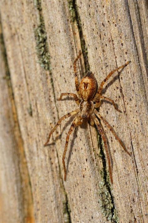 Closeup On A Juvenile Buzzing Spider Anyphaena Accentuata Sitting On