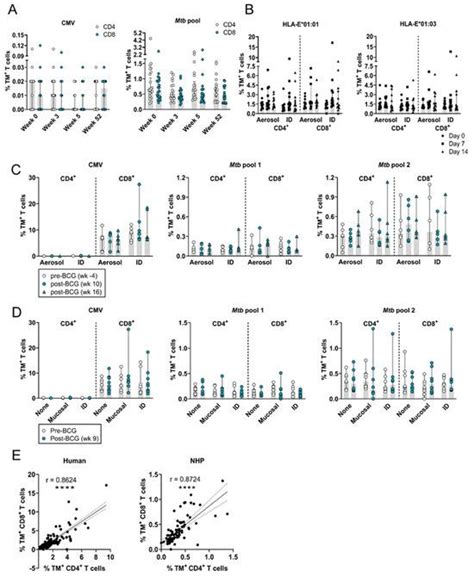 Linda Voogd On Linkedin Mtb Specific Hla E Restricted T Cells Are