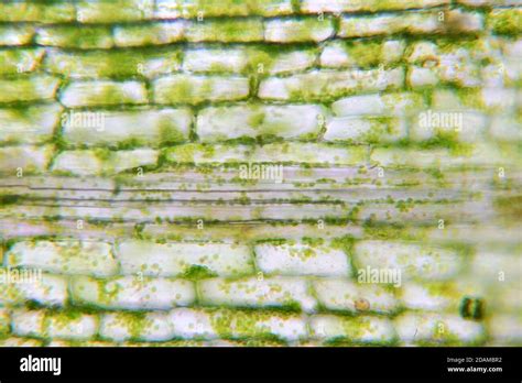 Micrograph Chloroplast Hi Res Stock Photography And Images Alamy