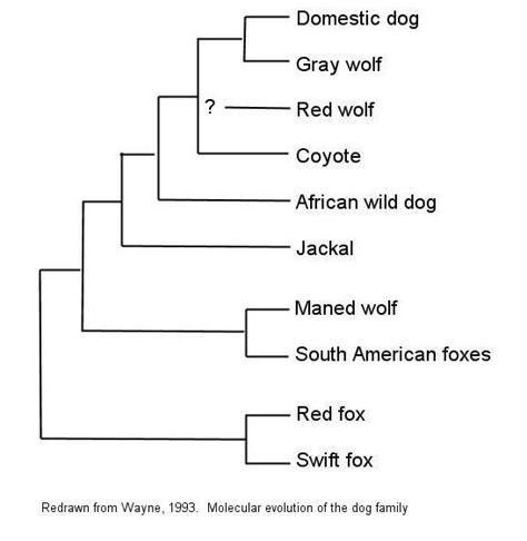 The Evolution Of Canidae