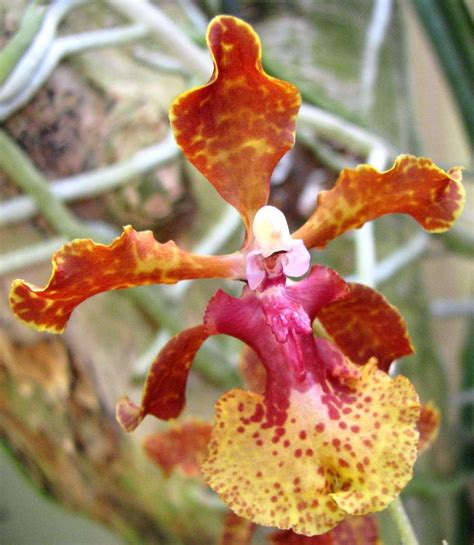 Oncidium Tiger Orchid Exotic Dancing Ladies Orchids
