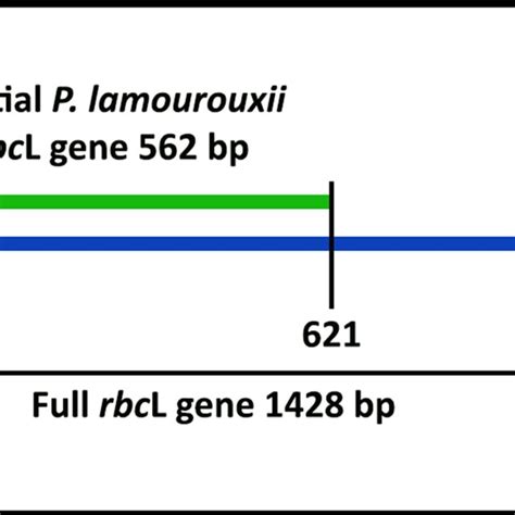 Initial Blast Results Had Best Similarity Hits Against 31 Different
