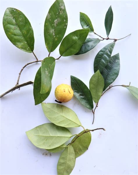 Ficus Punctata Var Callicarpa South Kalimantan The Figs Of Borneo