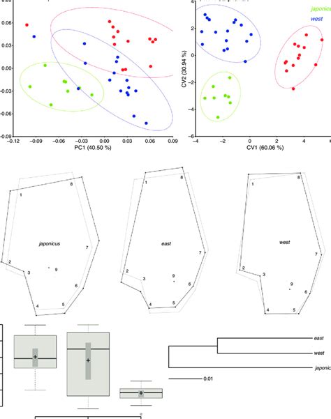 Graphical Visualisation Of Geometric Morphometric Analyses For 37