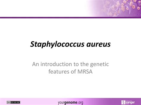 Ppt Staphylococcus Aureus Powerpoint Presentation Free Download Id 9126693