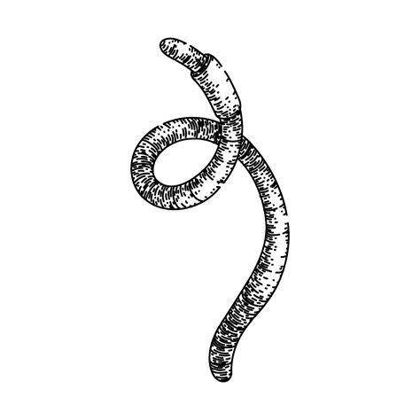 Worm Sketch Hand Drawn Vector Vector Art At Vecteezy