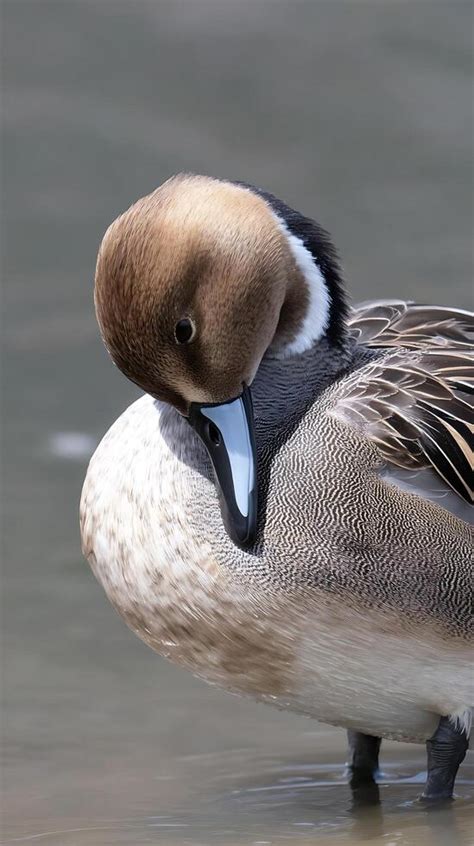 Beautiful Northern Pintail Duck Preening In Gentle Water 68650153