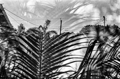 Choosing The Best Film For Your Canon Ae 1 And Ae 1 Program A Beginner