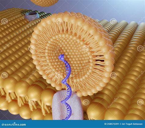 3d Liposome Rna Transfer Into Cell S Membrane Stock Illustration Illustration Of Biotechnology