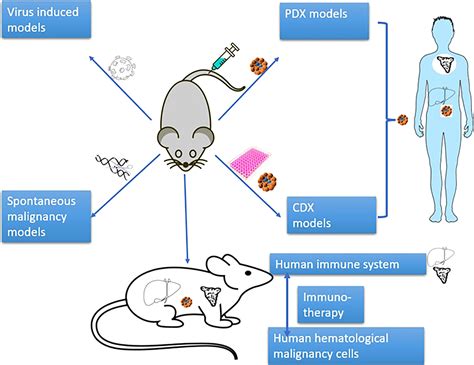 Expediting The Creation Of Mouse Models