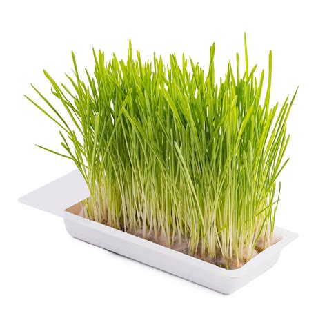 Grass For Cats Barley Cat Treats Chews And Other Pet Refined