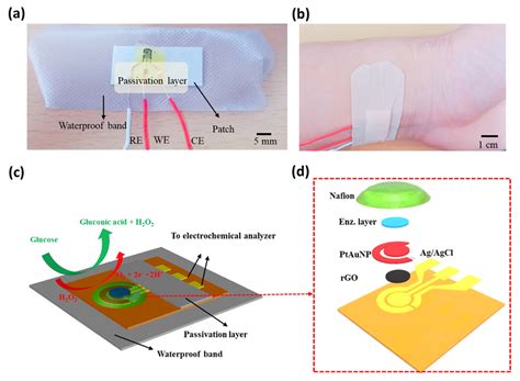 Photos And Schematic Of The Glucose Sensor A Picture Of The Sensor