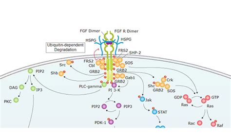 Immunology Pathways Aladdin Scientific