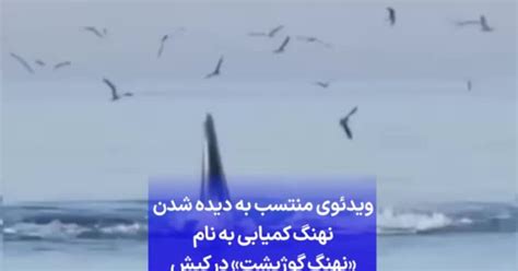 ویدئوی منتسب به دیده شدن نهنگ کمیابی به نام نهنگ گوژپشت در کیش